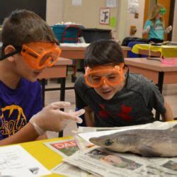 Image result for Shark Dissection