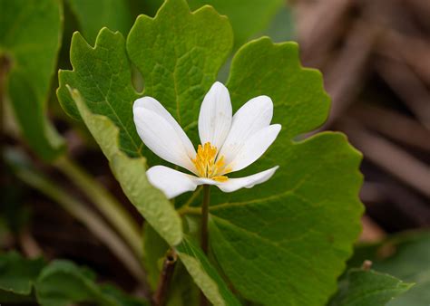 Image result for Common Snapping Turtle Life Cycle