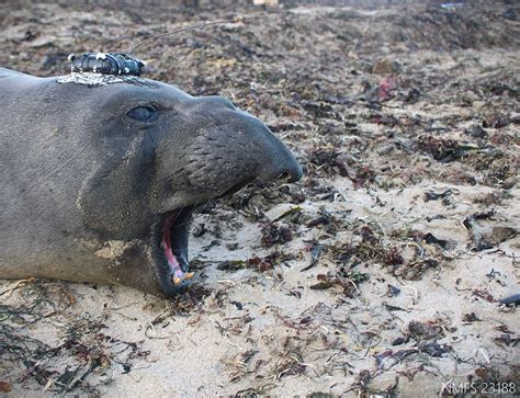 Image result for Animal Tracking Devices