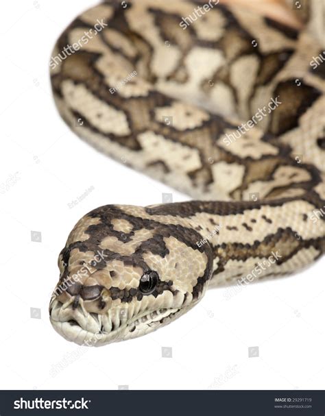 Image result for Top-End Carpet Python