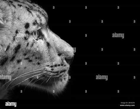 Image result for Snow Leopard Side View