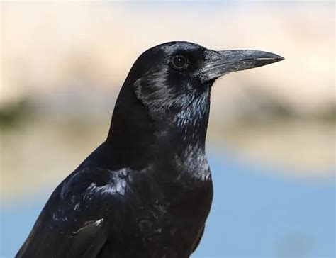 Image result for Different Crows