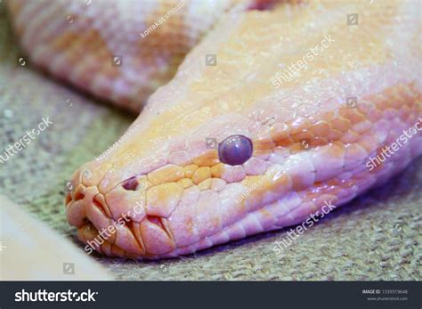 Image result for Dark Python Snake