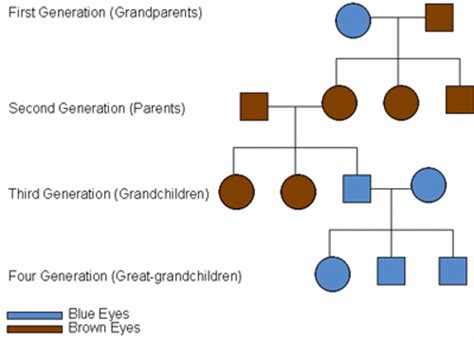 Image result for Eye Color Inheritance Chart