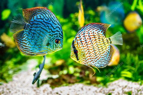 Image result for Symphysodon Discus