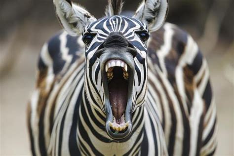 Funny Zebra Stock Photos, Images and Backgrounds for Free Download