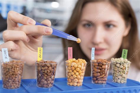 Image result for Food Lab Activity