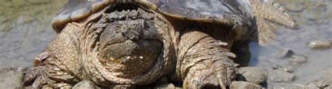 Snapping Turtle Habitat Suitability Analysis | in the Region of ...