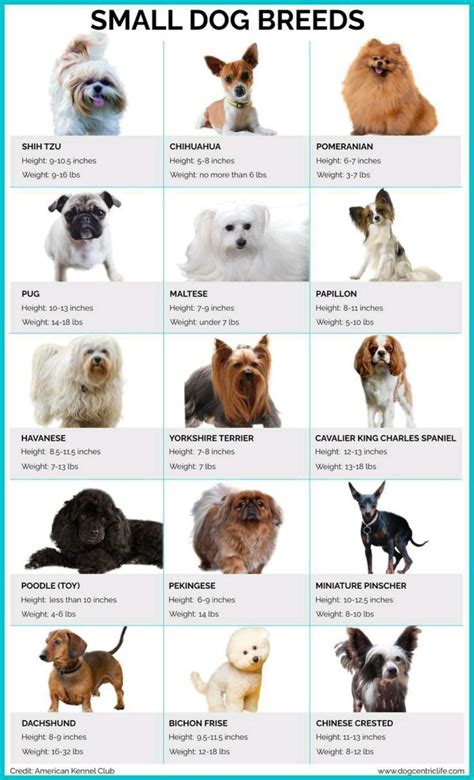Image result for Normal Dog List
