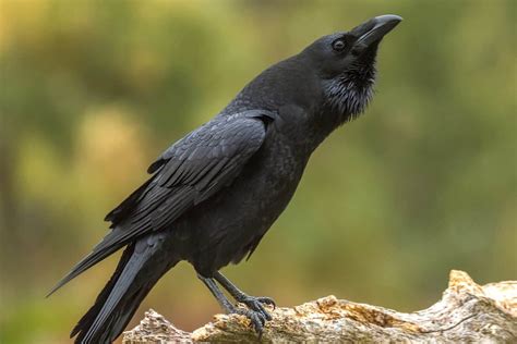 Image result for Crow Vs Raven Differences