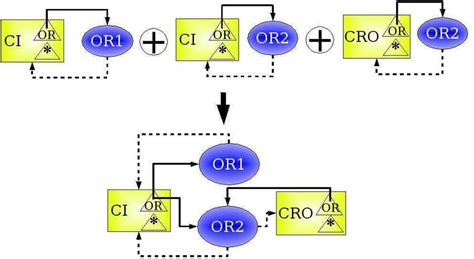 Image result for Network Interaction Limit Schedule Compression