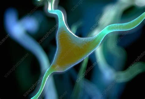 Image result for Cell Cortex