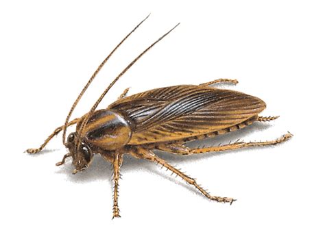 Image result for German Cockroach