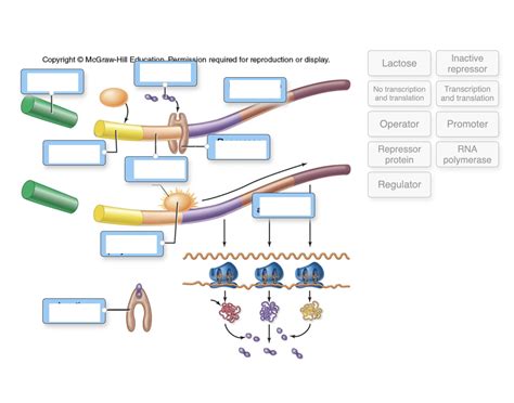 Image result for Lac Operon Worksheet