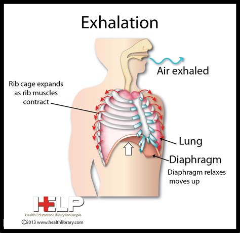 Image result for Process of Exhalation and Inhalation
