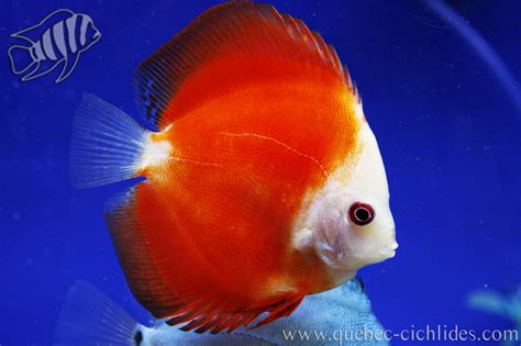 Image result for Red Melon Discus