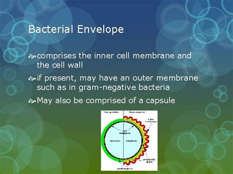 Image result for Cell Envelope and Its Modifications
