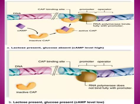 Image result for Lac Operon