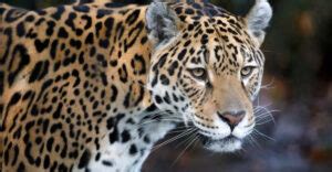 9 Of The World's Most Aggressive Animals You Should Watch Out For