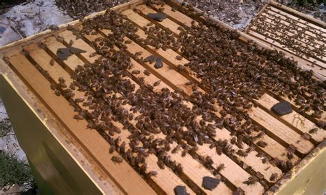 Image result for API Life Var Application Instructions