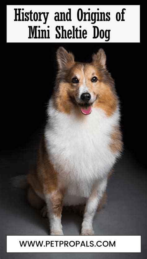 Image result for Mini Sheltie