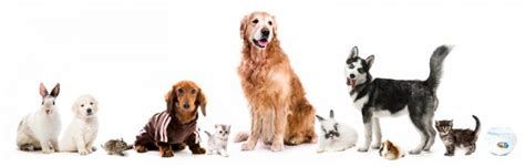 Image result for Pets Status