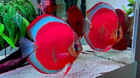 Image result for Red Discus Fish