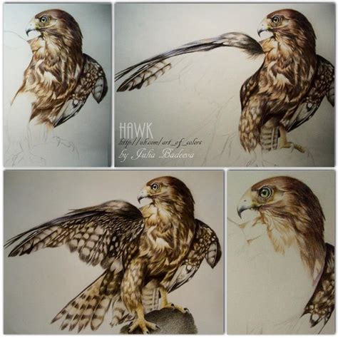 Image result for Hawk Drawing Brid