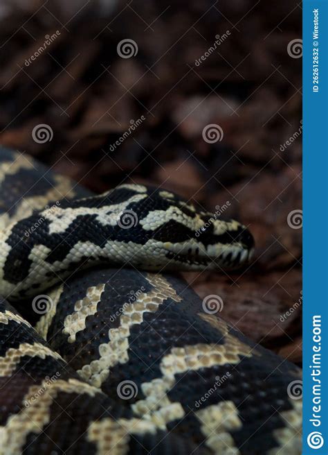 Image result for Top-End Carpet Python