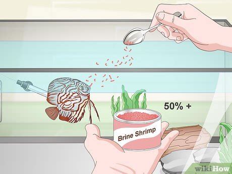 Image result for How to Keep Discus