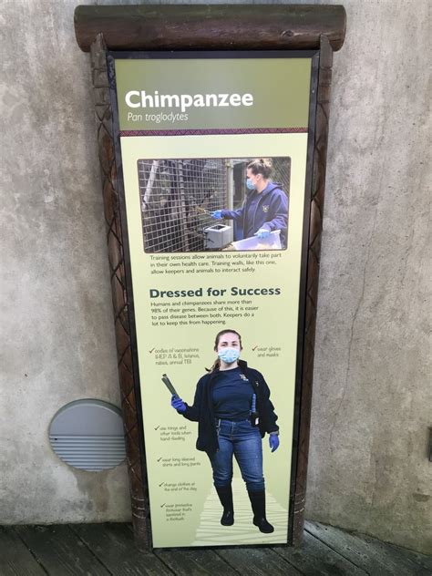 Image result for Famous Chimpanzee Sign Language
