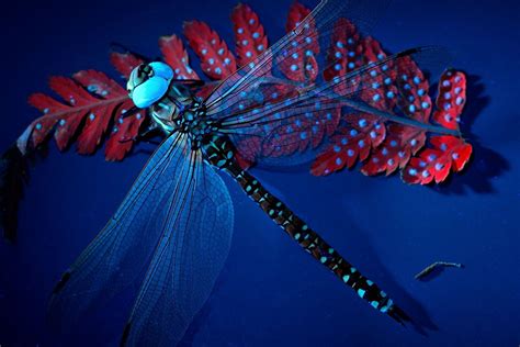 Image result for Ultraviolet Photography Examples