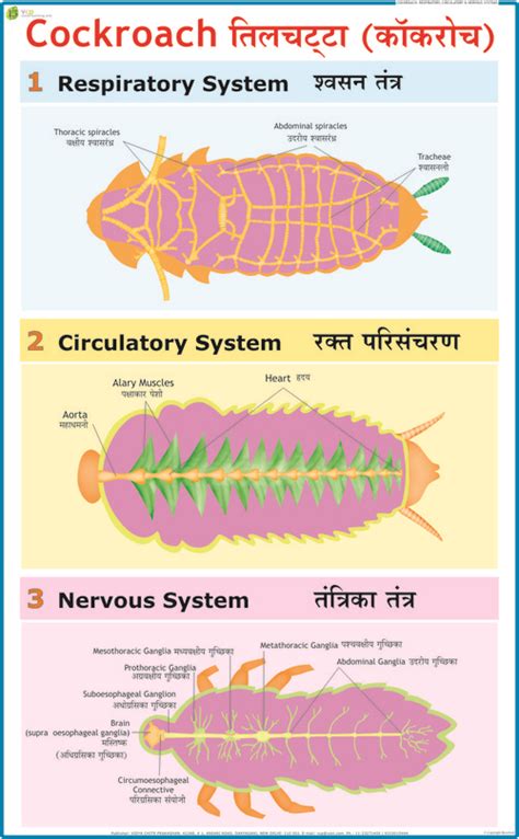 Image result for Cockroach Nervous System