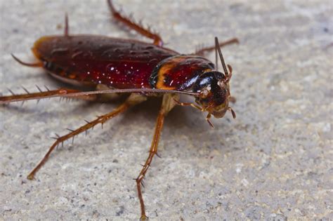 Image result for NYC Cockroach