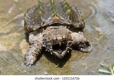Image result for Cute Snapping Turtle