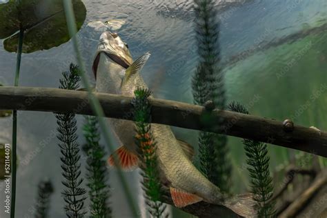 Image result for ASP Insect