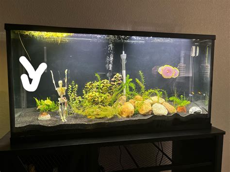 Image result for Java Fern Dying