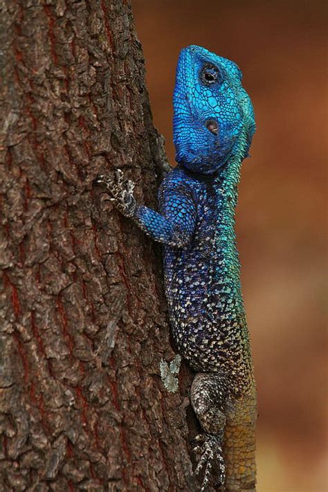 Image result for Lizard Colors