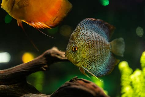 Image result for Live Discus Fish