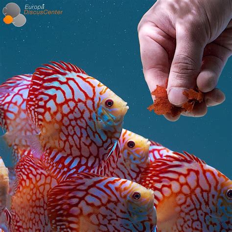 Image result for Checkerboard Discus