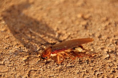 Image result for Little Cockroach