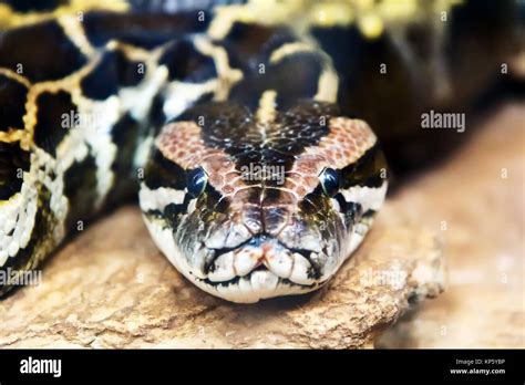Image result for Reticulated Python Face
