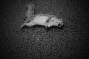 Image result for Squirrel Poison Pellets