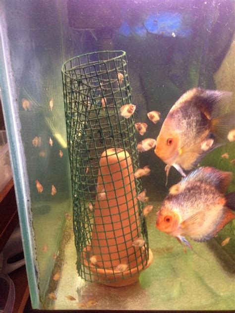 Image result for Angelfish Breeding