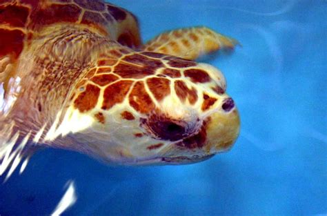 Loggerhead Sea Turtle – "OCEAN TREASURES" Memorial Library