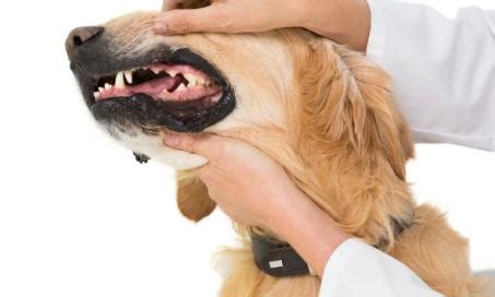 Image result for Normal Dog Gum Color