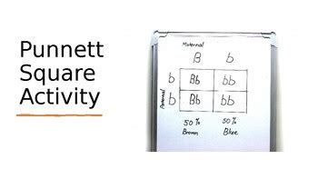 Image result for Punnett Square Tutorial
