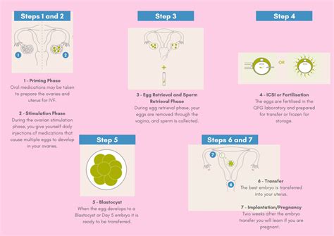 Image result for IVF Process