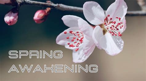 Image result for Calm Spring Music