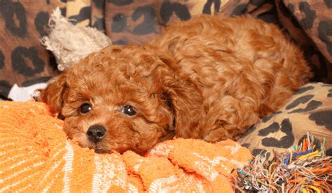 Image result for Cavapoo vs Havapoo